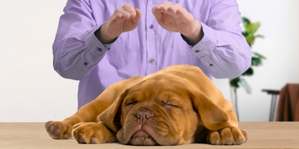 Prana Healing for Pets: Energy Therapy | Humans Of Animal Land
